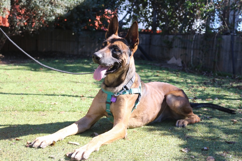 כלבים – רחובות אוהבת חיות