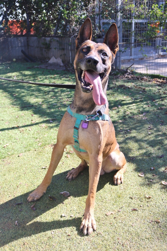 כלבים – רחובות אוהבת חיות