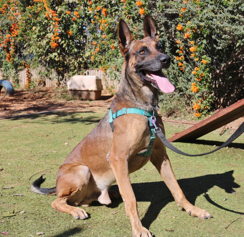 כלבים – רחובות אוהבת חיות